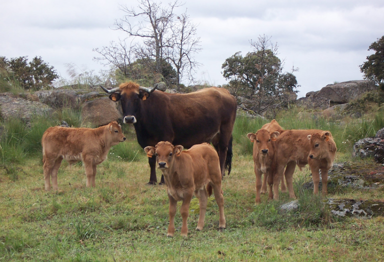 Razas de vacas españolas I - La Carne de Cipriano