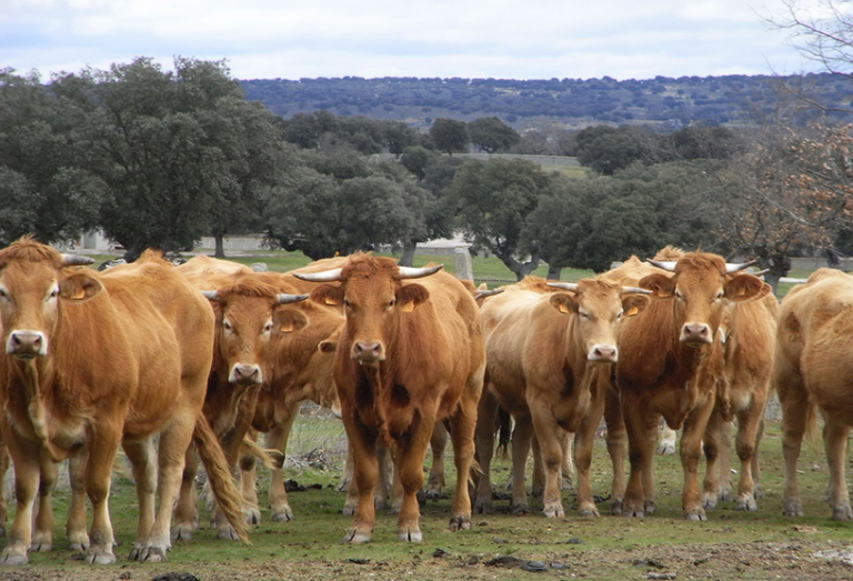 Razas de vacas españolas I - La Carne de Cipriano